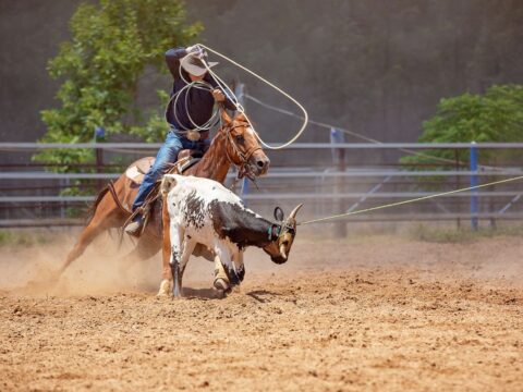 As more countries ban the cruel events of rodeos, others refuse | A-LAW