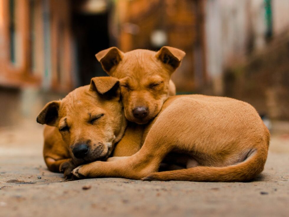 The welfare of Indian street dogs | A-LAW