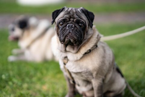 EU Adopts New Rules on Dog and Cat Welfare and Traceability, including ...
